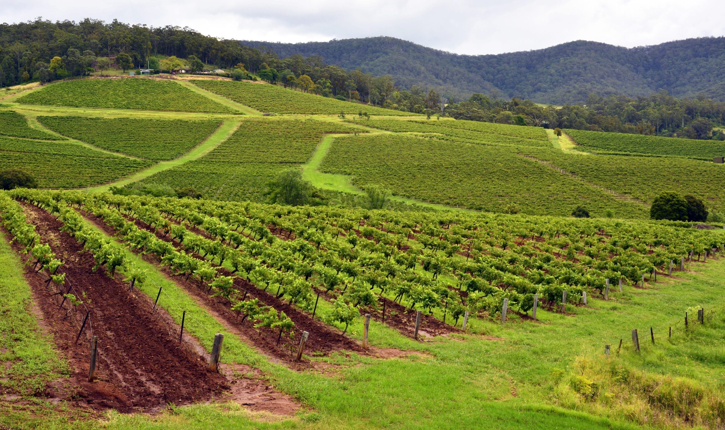 Explore the Wines of the Hunter Valley - My Wyndham Holidays